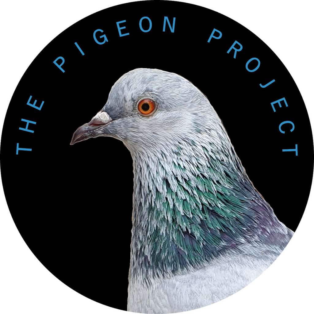 The Pigeon Project – Starlight Trust